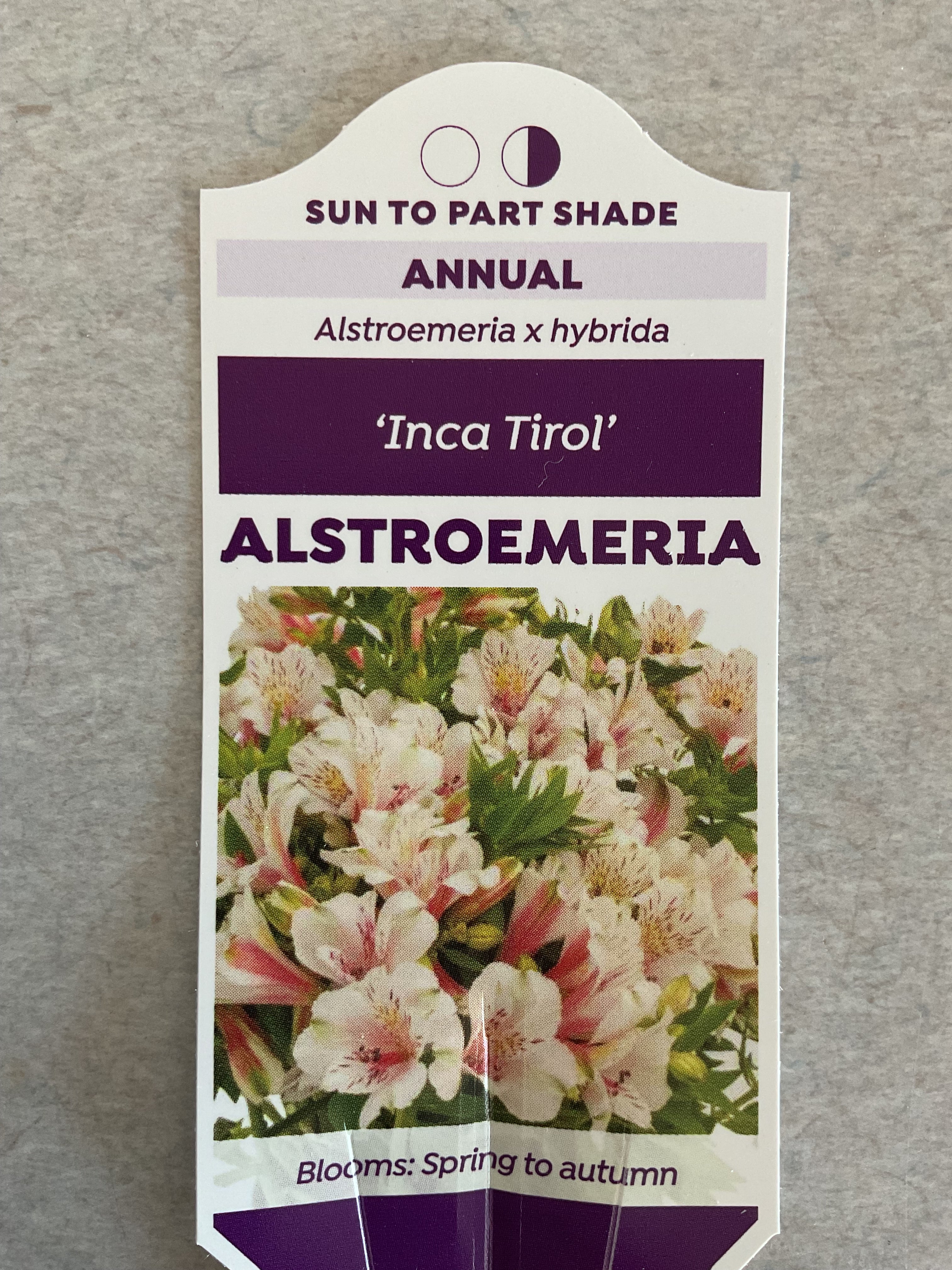 Inca Tirol - Alstroemeria - Annual – Autumn Moon Farm Market